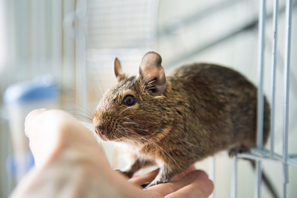 Owning a degu | Supreme Petfoods