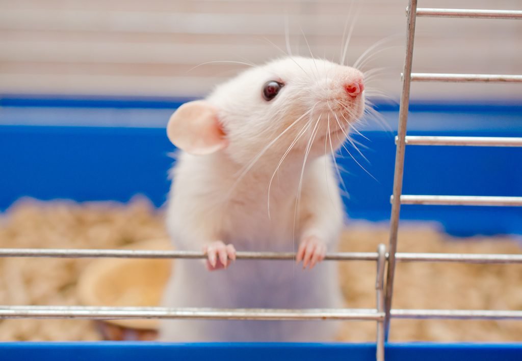 Rat care - Introducing a new rat | Supreme Petfoods