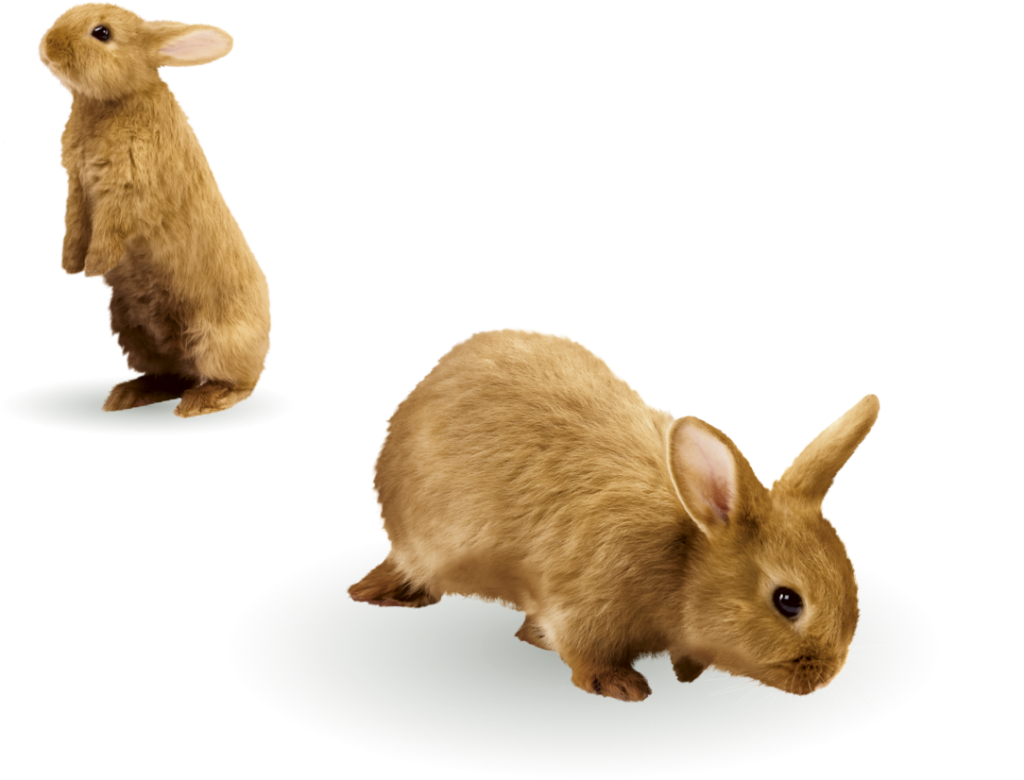 Rabbits | Supreme Petfoods