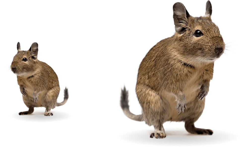 Degus | Food, Bedding & Treats | Supreme Petfoods