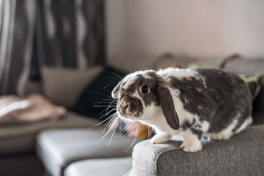 Top 5 Tips for Rabbit-Proofing Your Home: Creating a Safe Space for ...