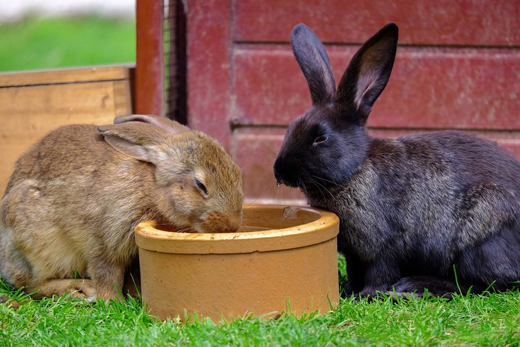 Rabbit care - how much space do they need? | Supreme Petfoods