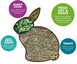 The rabbit digestive system – how does it work? | Supreme Petfoods