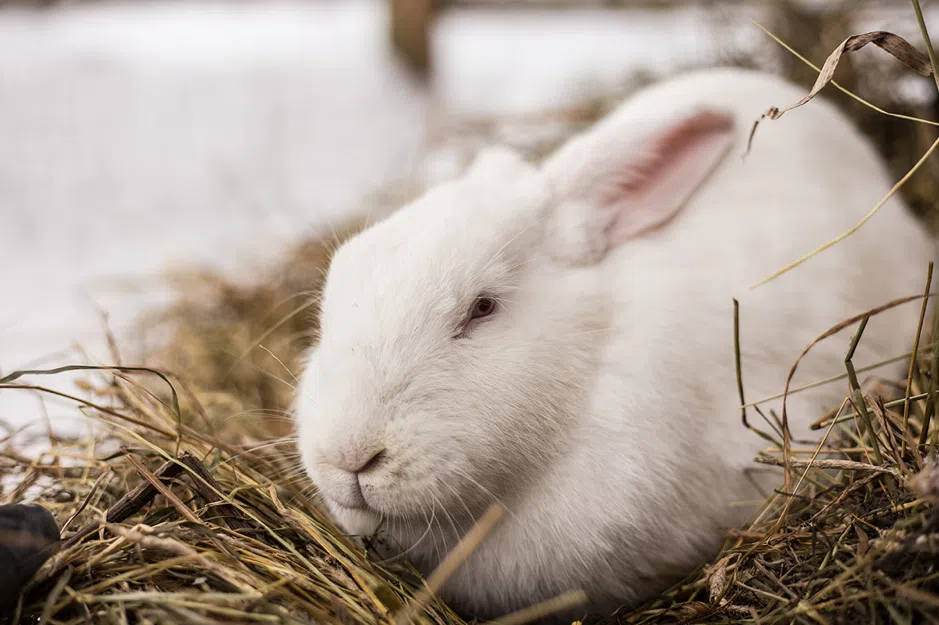 Winter care for rabbits | Supreme Petfoods