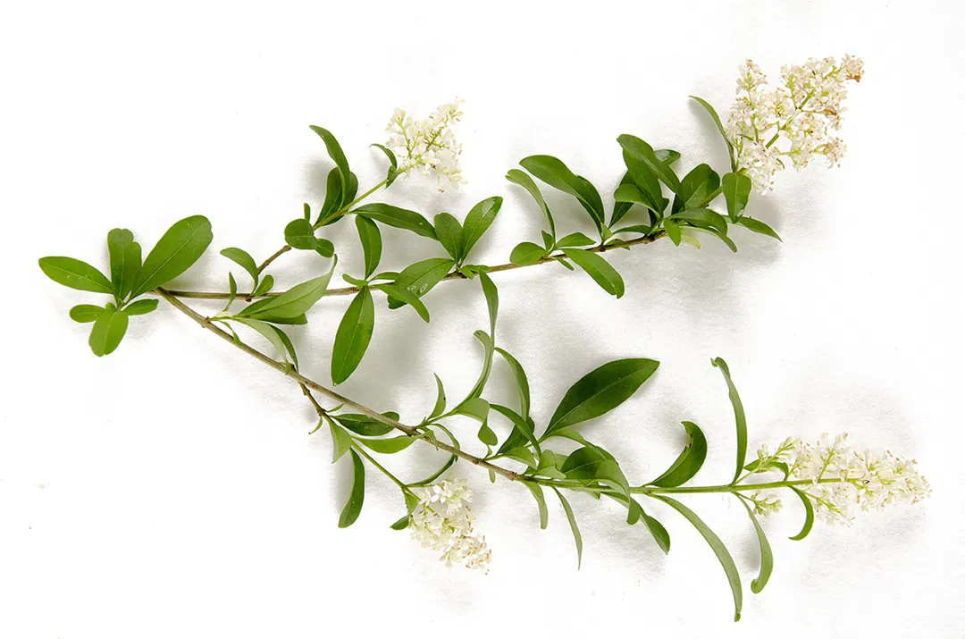 Toxic plants in rabbits | Supreme Petfoods