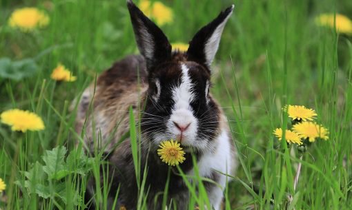 Rabbit Care and Advice | Supreme Petfoods
