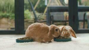 Top 5 Tips for Rabbit-Proofing Your Home: Creating a Safe Space for ...