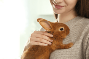 Gastrointestinal Stasis in Rabbits | Blog | Supreme Petfoods