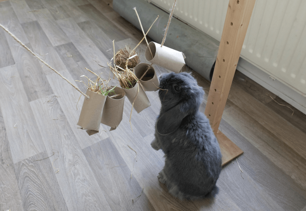 10 Reasons Why Rabbits Make Fantastic Family Pets - Supreme Petfoods