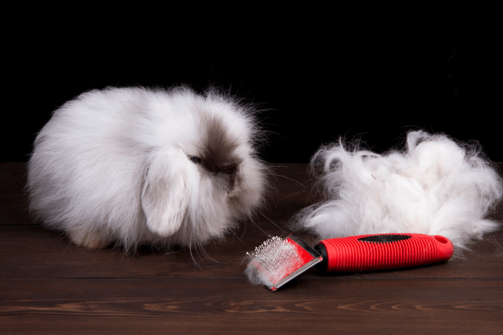 Skin and Coat Conditions in Rabbits and Guinea Pigs: A Guide to Healthy ...