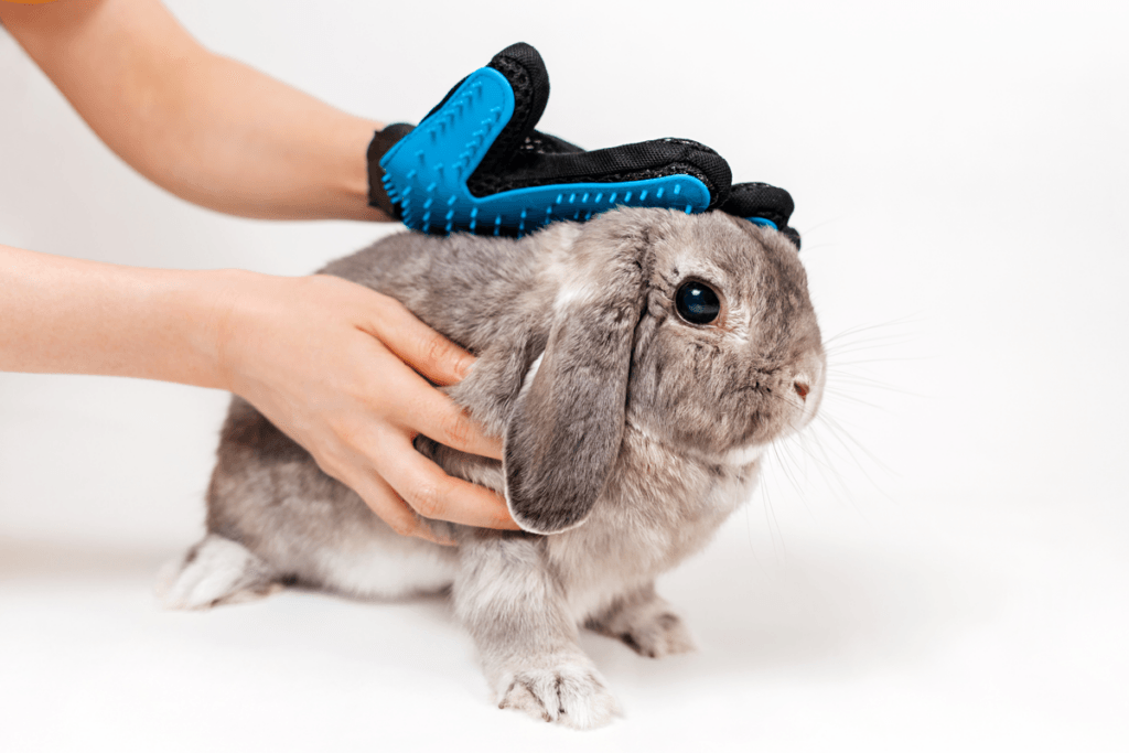 The Seasons of Fluff: Understanding Your Rabbit's Moulting Cycle ...