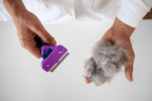 The Seasons of Fluff: Understanding Your Rabbit's Moulting Cycle ...