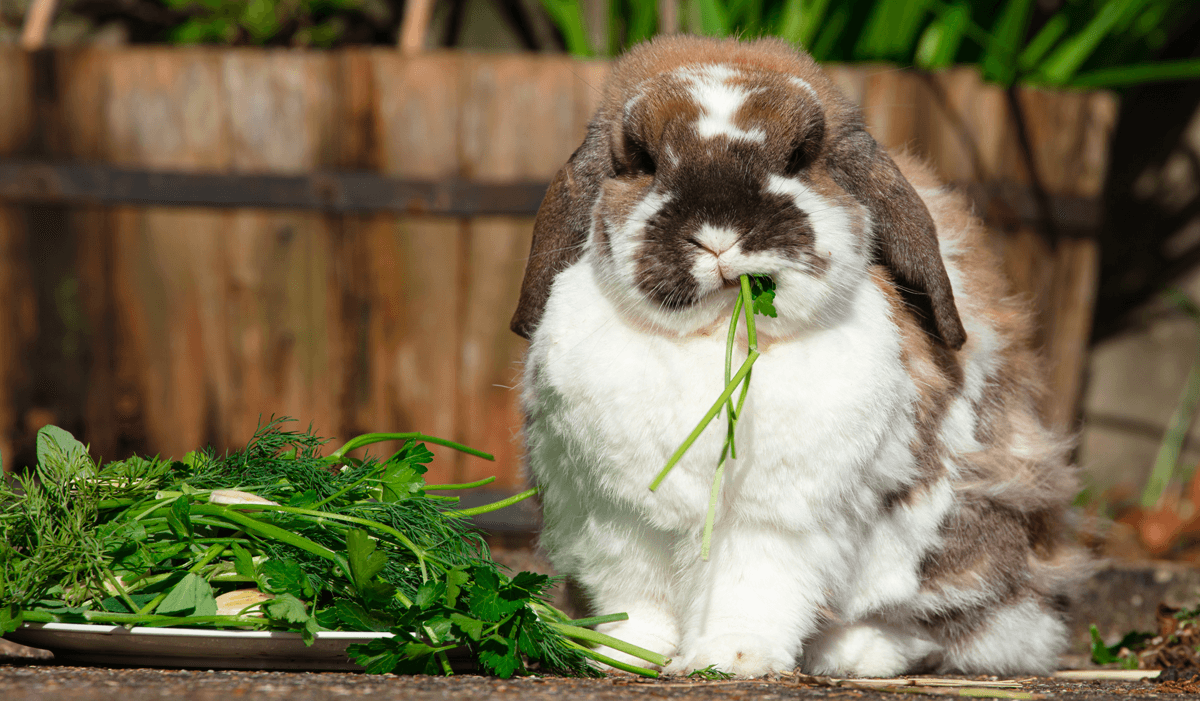 The Best and Healthiest Lettuce for Rabbits: What to Choose and What to ...