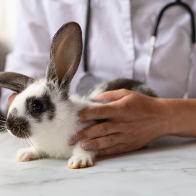 Gastrointestinal Stasis in Rabbits | Blog | Supreme Petfoods