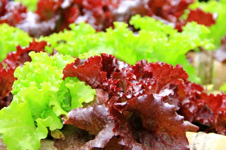 The Best and Healthiest Lettuce for Rabbits: What to Choose and What to ...