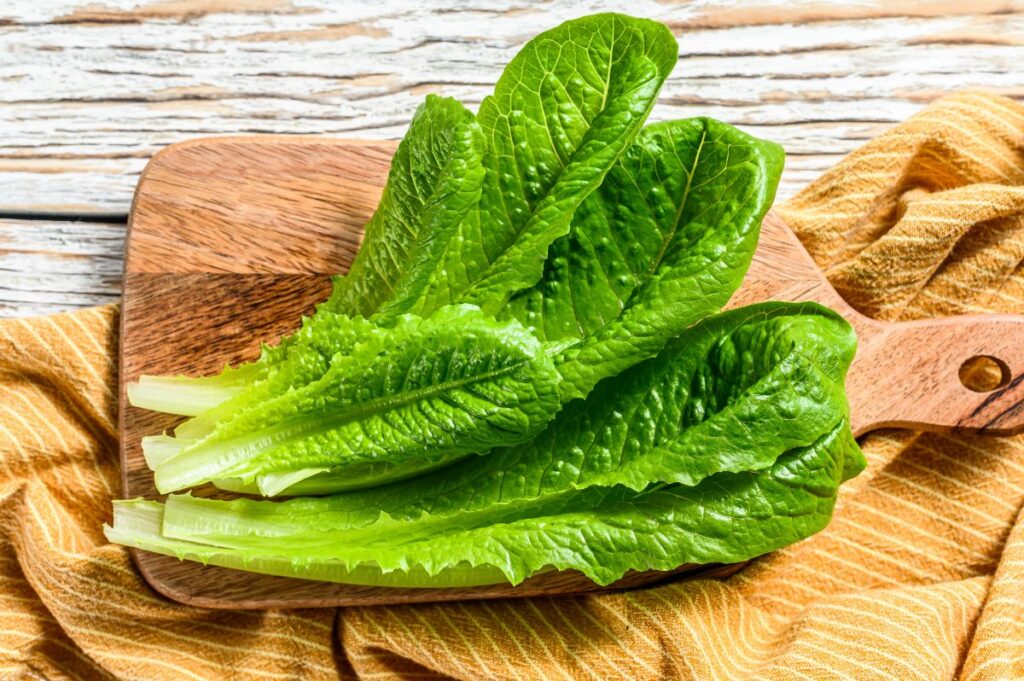 The Best and Healthiest Lettuce for Rabbits: What to Choose and What to ...
