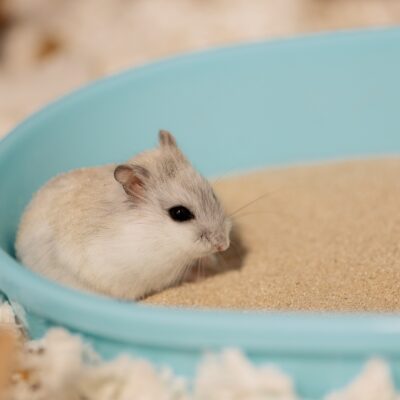 Why your hamster needs a sand bath | Supreme Petfoods