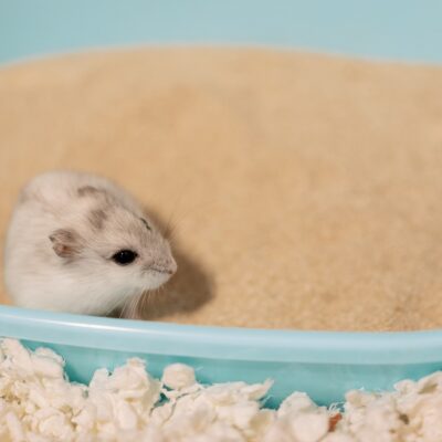 Why your hamster needs a sand bath | Supreme Petfoods