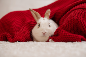 Rabbit Body Condition Score (BCS): A Simple Step-by-Step Guide ...